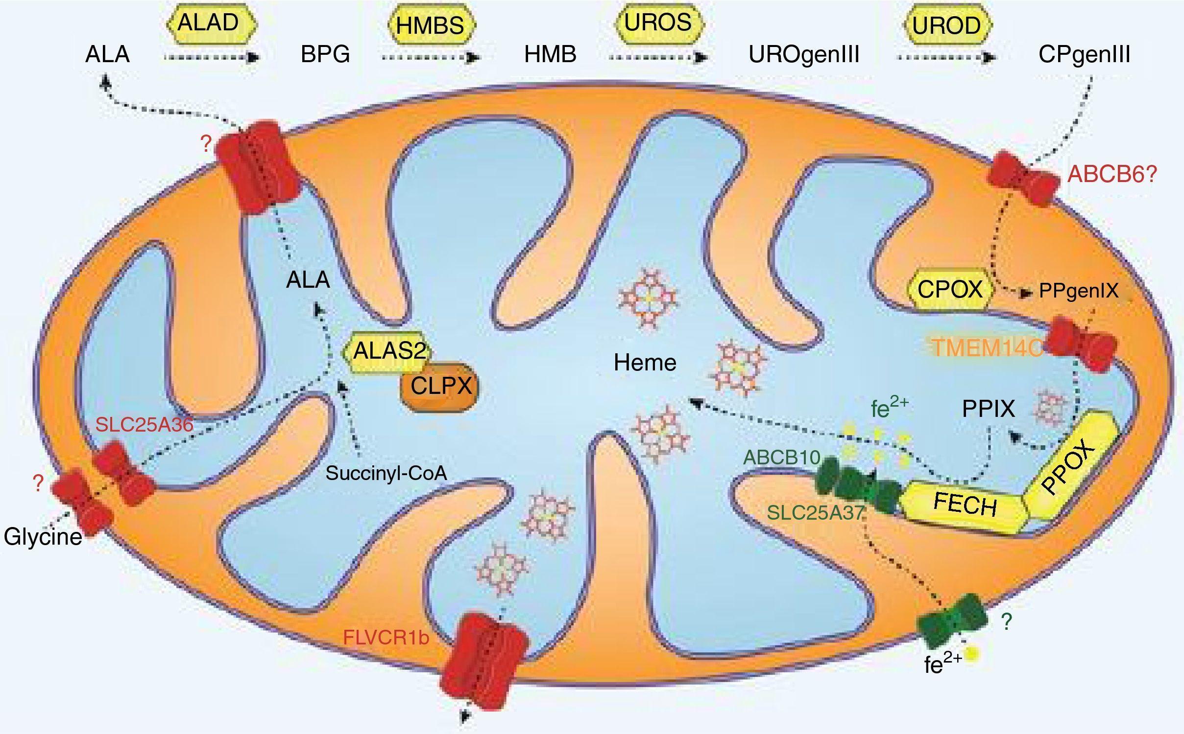 The role of ClpX in erythropoietic protoporphyria | Hematology ...