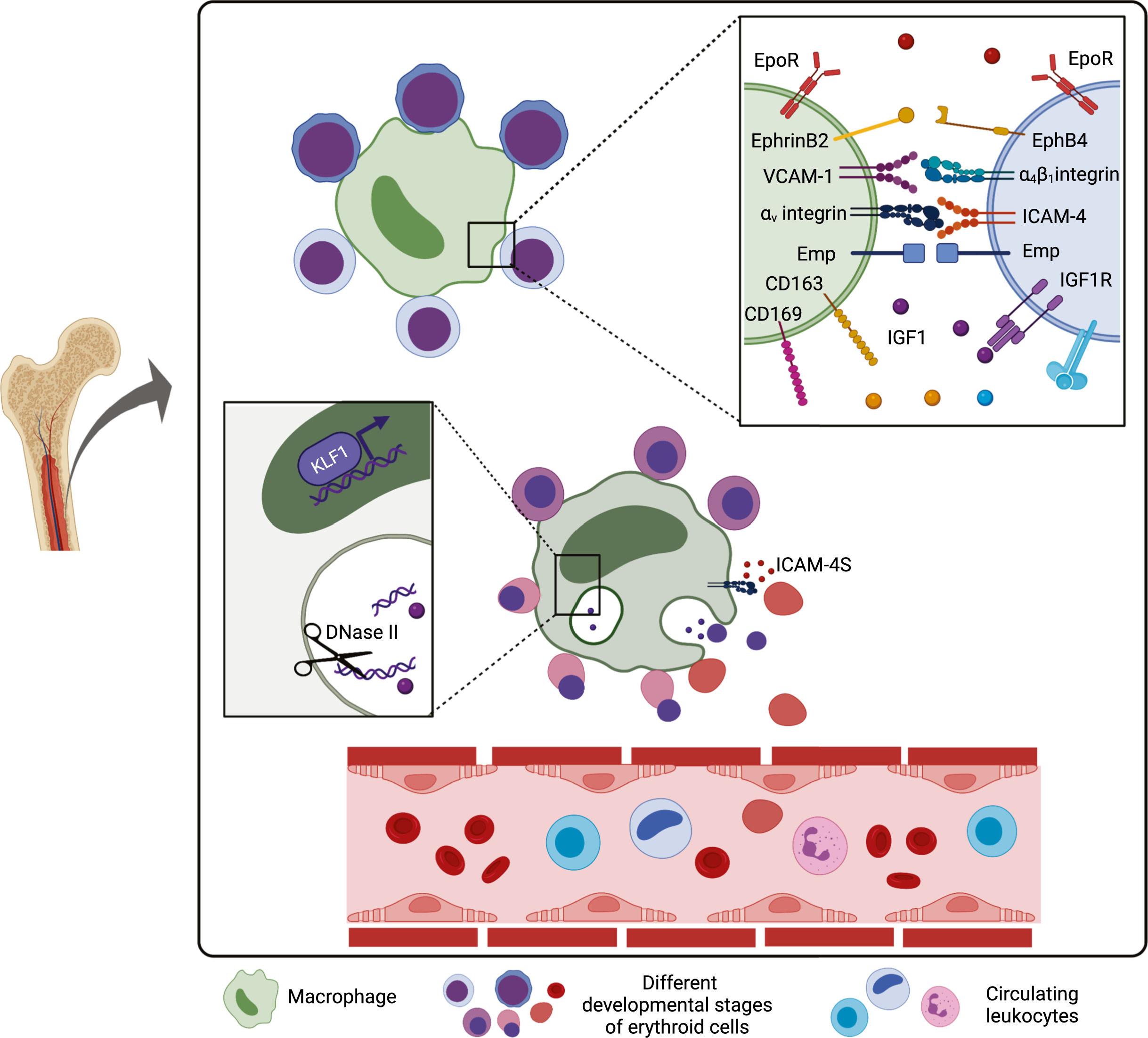 Macrophages: key players in erythrocyte turnover | Hematology ...