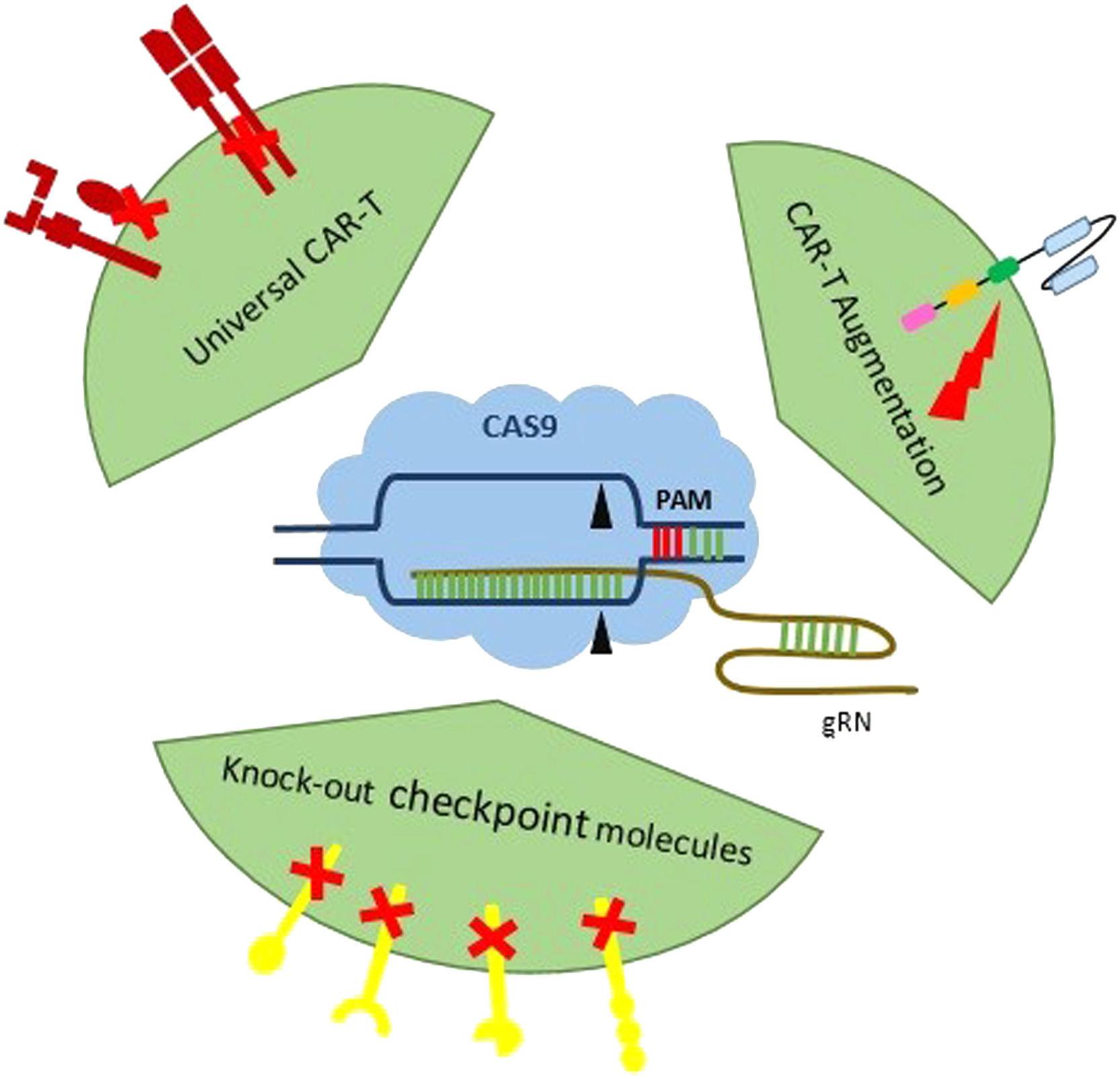 Novelty in improvement of CAR T cell-based immunotherapy with the aid ...