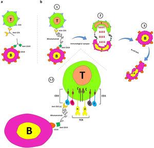 All about blinatumomab: the bispecific T cell engager immunotherapy for ...
