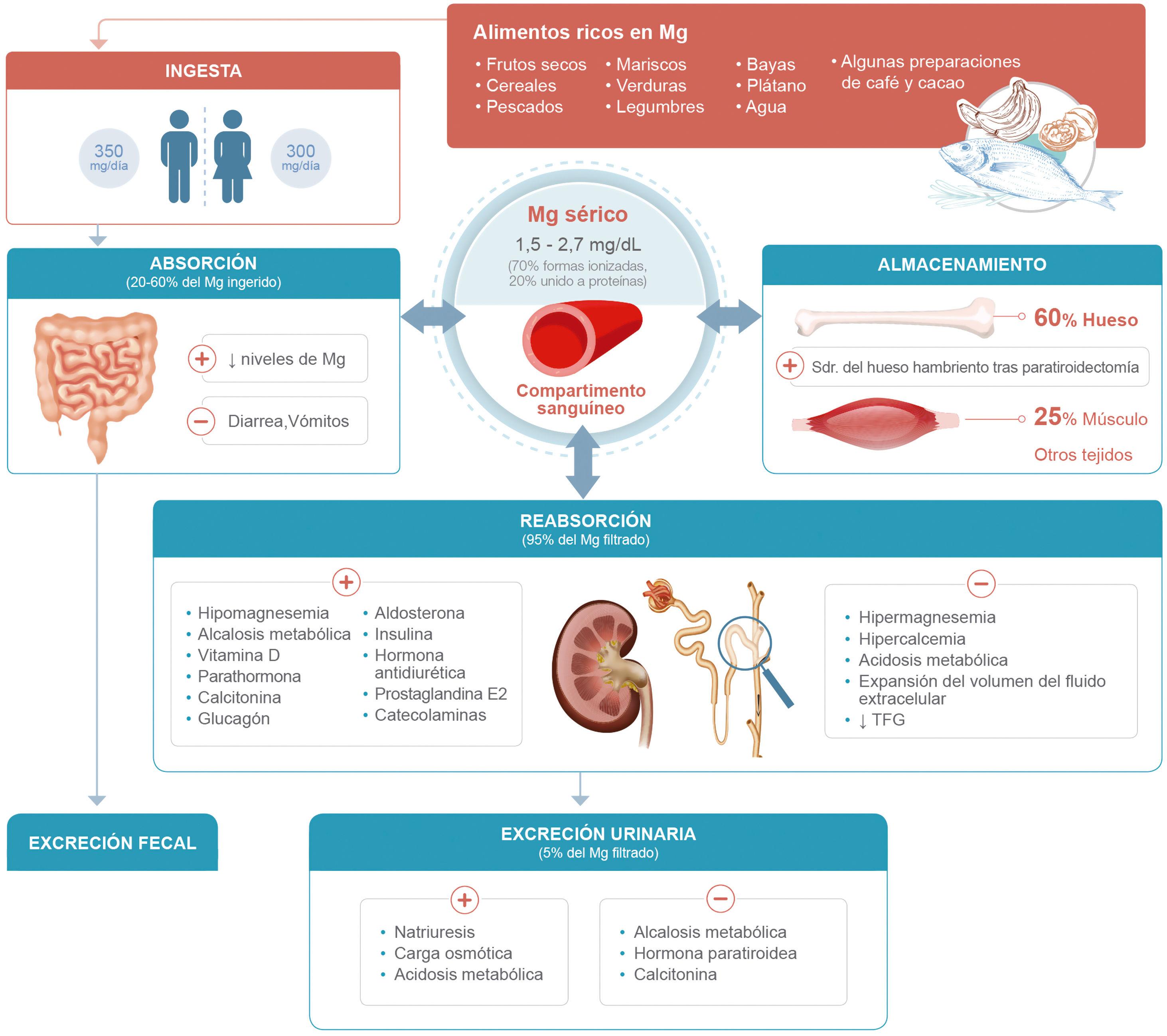 Fisiopatología, diagnóstico y tratamiento de la hipomagnesemia en ...