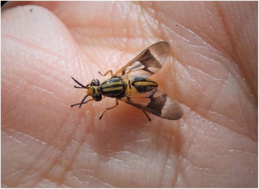 Prurigo agudo bolhoso hemorrágico: desafio diagnóstico | Anais ...