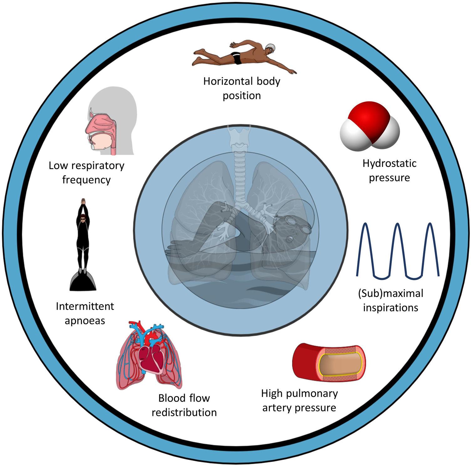 Lung capacity and alveolar gas diffusion in aquatic athletes ...