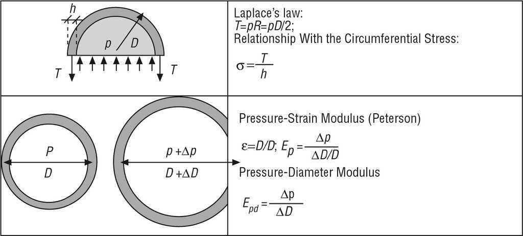 Biomechanical Factors: Influence on Cardiovascular Function | Revista ...