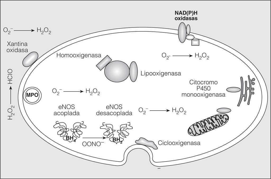 Especies Reactivas De Oxigeno