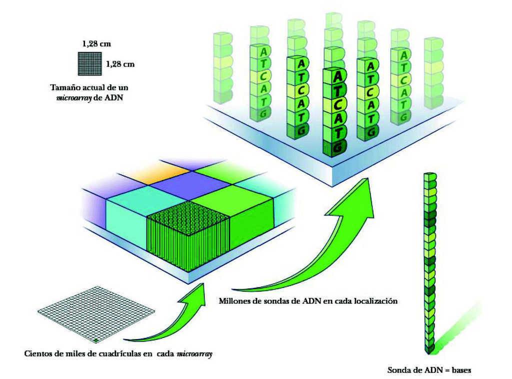 Farmacogenética II. Métodos moleculares de estudio, bioinformática y ...