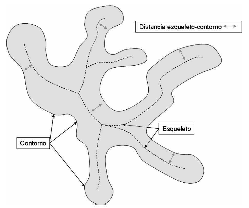 Caracterización morfológica de la estructura trabecular ósea mediante ...
