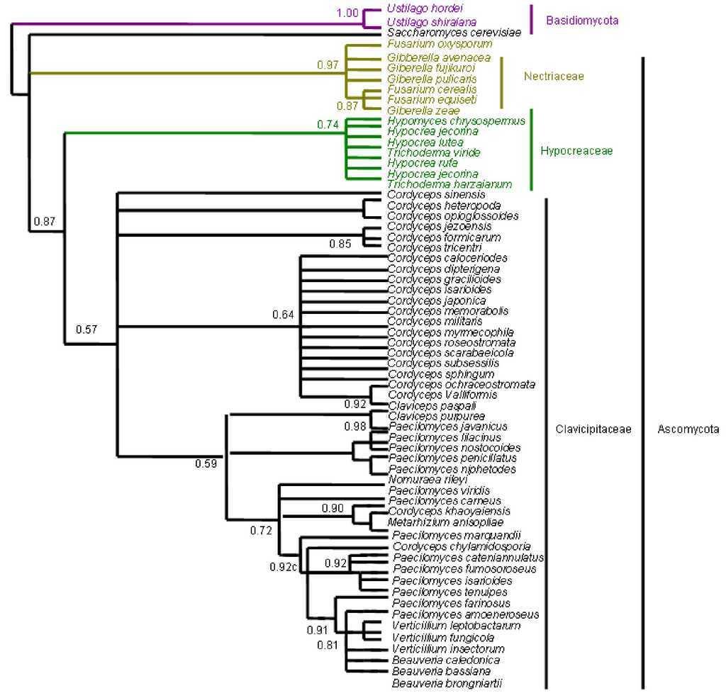 Filogenia molecular de los hongos entomopatógenos asexuales con ...