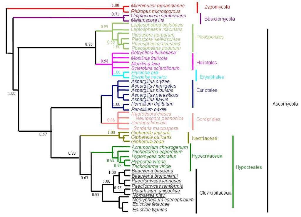 Filogenia molecular de los hongos entomopatógenos asexuales con ...