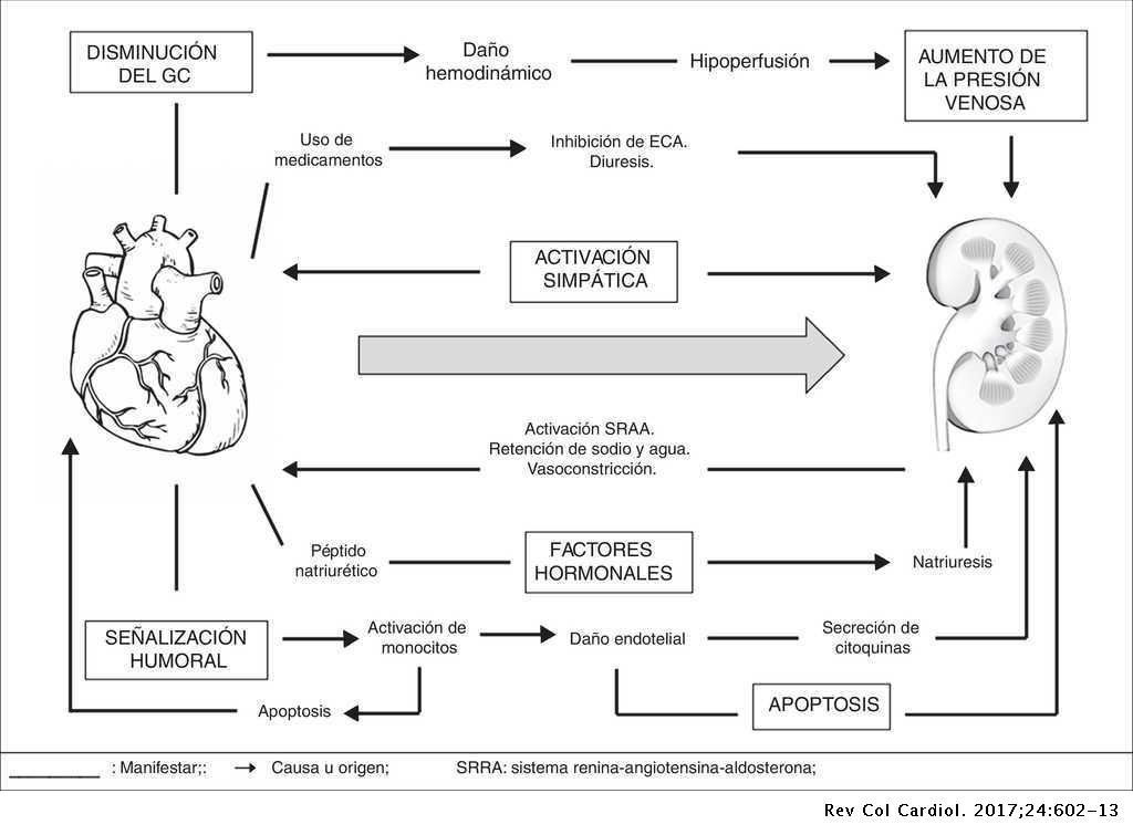 Síndrome Cardiorrenal Revista Colombiana De Cardiología
