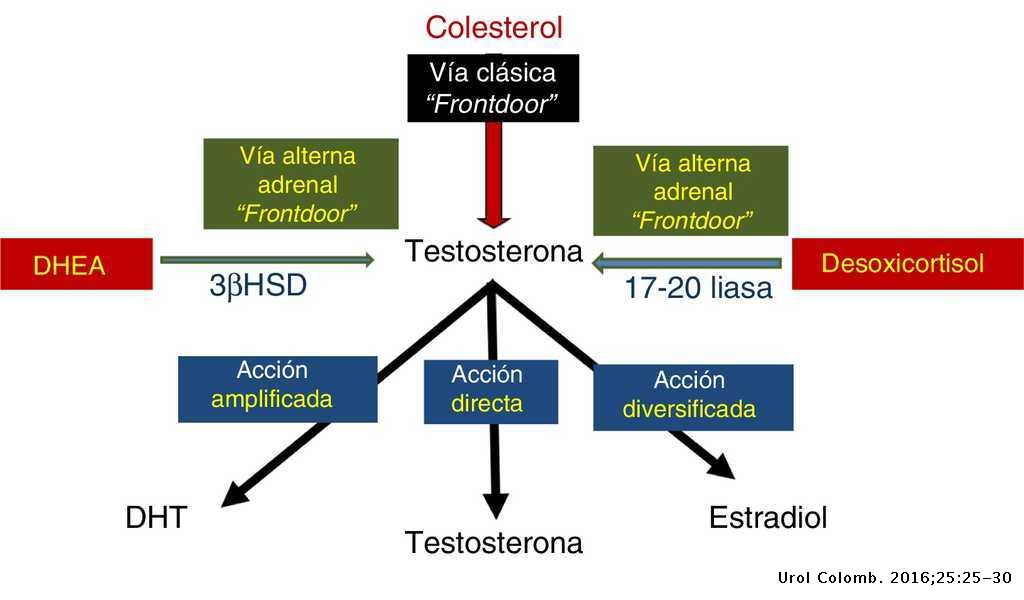 Vía Trasera De La Síntesis De Testosterona Backdoor Pathway