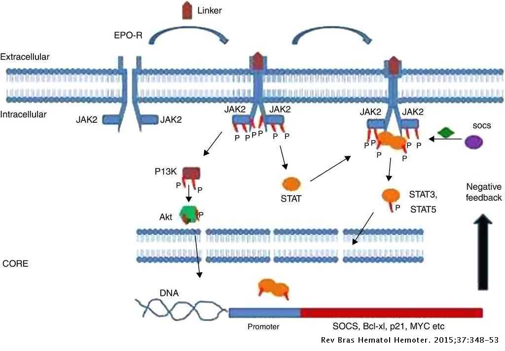 Myeloproliferative Neoplasms And The Jak Stat Signaling Pathway An