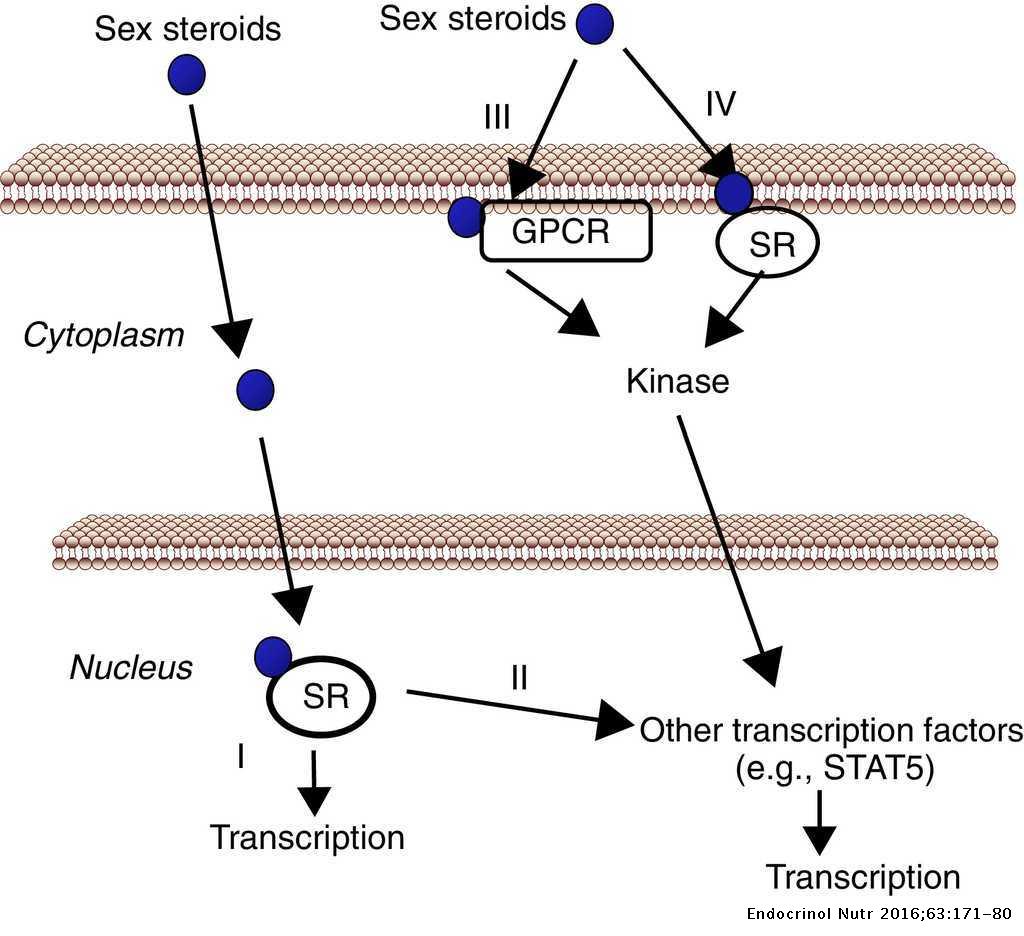 Sex Steroids And Growth Hormone Interactions Endocrinología Y Nutrición