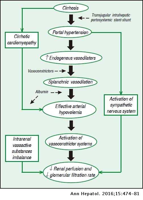 Hepatorenal Syndrome Current Concepts Related To Diagnosis And