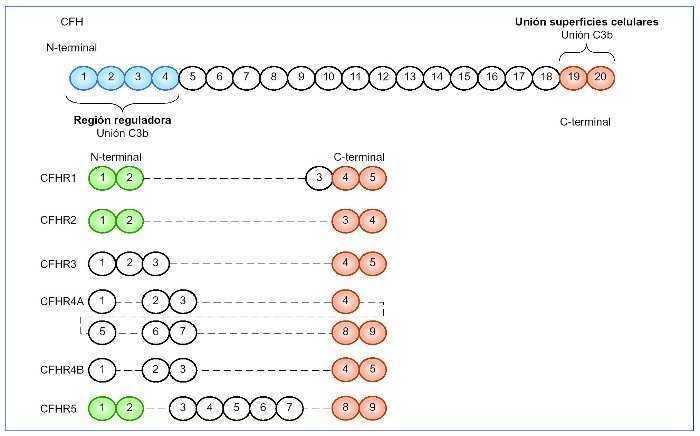 Glomerulopatía C3: ¿qué sabemos de esta entidad? | Nefrología