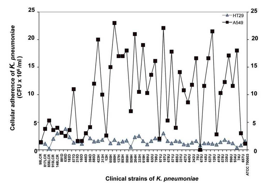 Pathogenic determinants of clinical Klebsiella pneumoniae strains ...