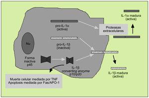 Estructura y función de las citocinas | Medicina Integral