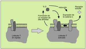 Estructura y función de las citocinas | Medicina Integral