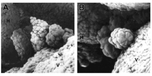 The Epicardium and Epicardial-Derived Cells: Multiple Functions in ...