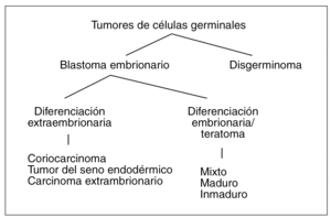 Tumores de células germinales del ovario: disgerminoma y gonadoblastoma ...