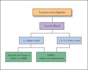 Eritrasma interdigital: datos clínicos, epidemiológicos y ...