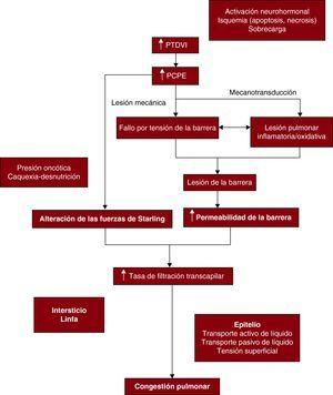 Congestión pulmonar en la insuficiencia cardiaca aguda: de la ...