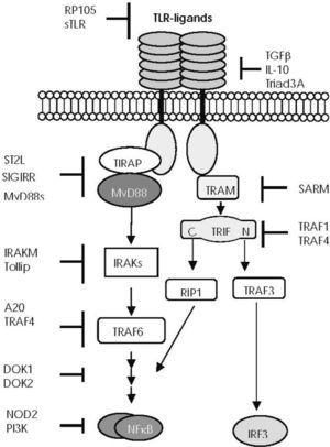 Toll-like receptors: a family of innate sensors of danger that alert ...