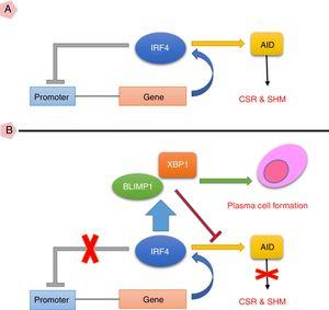 Increased IRF4 expression in isolated B cells from common variable ...