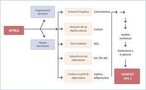 Sindrome de apnea obstructiva del sueño y alteración en la tolerancia a ...
