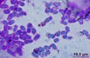 Diagnosis of Malassezia dermatitis and otitis in dogs and cats, is it ...