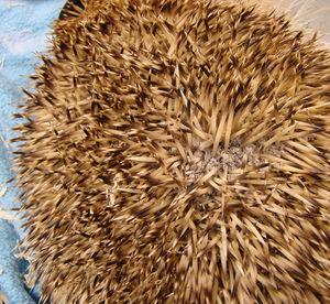 Hedgehogs, ringworm and zoonosis: They can itch a lot! | Revista ...