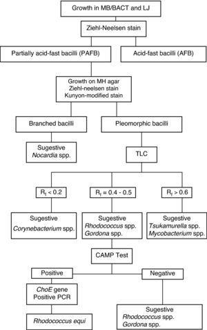 Phenotypic and genotypic characterization of Rhodococcus equi isolated ...