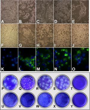 Differences in the replicative capacities of clinical isolates of ...