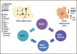 Nonalcoholic Fatty Liver Disease Progresses into Severe NASH when ...
