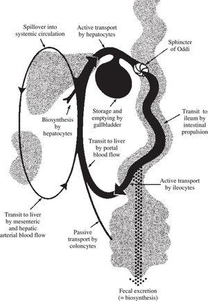 Biliary secretion and excretion in health and disease: Current concepts ...