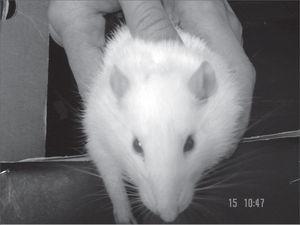 Standardization of techniques used in facial nerve section and facial ...