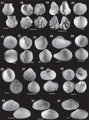 Los moluscos (Pelecypoda, Gastropoda, Cephalopoda, Polyplacophora y ...