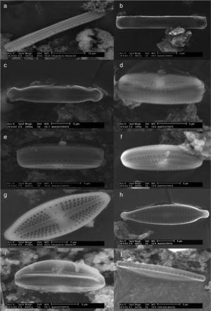 Thermophile mats of microalgae growing on the woody structure of a ...