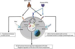 Role of the cytokine BAFF in autoimmune diseases: Physiopathology and ...