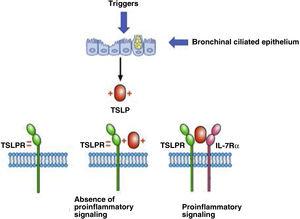 Efficacy and Potential Positioning of Tezepelumab in the Treatment of ...