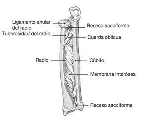 Plastia en Z y reorientación del tendón del bíceps con liberación de la ...
